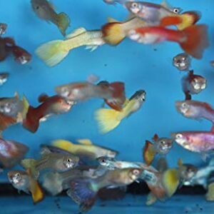 Family of (25) Fancy Guppies Live Tropical Fish for Aquarium Pond or Fish Tank