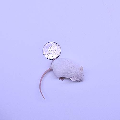 MiceDirect Frozen Hopper Mice Feeders Baby Ball Pythons & Red Tail Boas, Sub Adult Milks (10 Count)