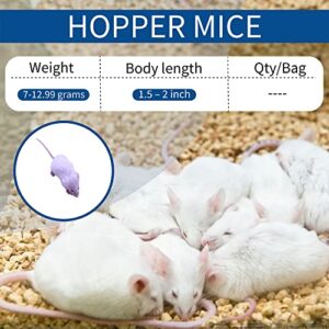 MiceDirect Frozen Hopper Mice Feeders Baby Ball Pythons & Red Tail Boas, Sub Adult Milks (10 Count)