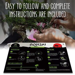 Bonsai Tree Kit, Grow Your Own: Premium 4 Bonsai Trees Starter Kit | Unique Japanese Gifts for Moms Who Have Everything, Women, Men | Gardening Plant Gift for Beginners & Gardeners, Crafts for Adults