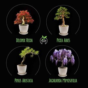 Bonsai Tree Kit, Grow Your Own: Premium 4 Bonsai Trees Starter Kit | Unique Japanese Gifts for Moms Who Have Everything, Women, Men | Gardening Plant Gift for Beginners & Gardeners, Crafts for Adults