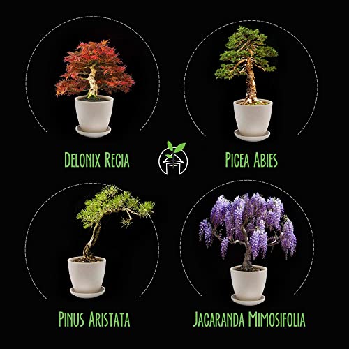 Bonsai Tree Kit, Grow Your Own: Premium 4 Bonsai Trees Starter Kit | Unique Japanese Gifts for Moms Who Have Everything, Women, Men | Gardening Plant Gift for Beginners & Gardeners, Crafts for Adults