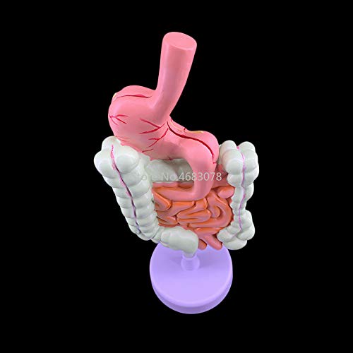 Human Digestive System Stomach Anatomy Model The Large Intestine Cecum Rectum Duodenum Anatomy Model Medical Teaching Supplies