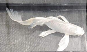 quinn's fins platinum butterfly koi