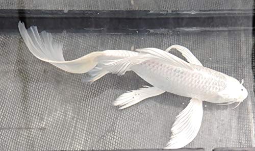 Quinn's Fins Platinum Butterfly Koi