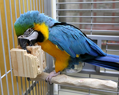 Natural Foraging Box Toy for Parrots (Tough Guy Foraging Box)