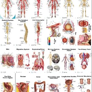 Skeletal System and Male Muscle Poster Set 24 x 36 inch, Extra Pocket Size Muscle Cards, Marker and Eraser Compatible