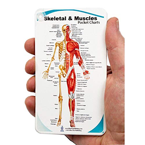 Skeletal System and Male Muscle Poster Set 24 x 36 inch, Extra Pocket Size Muscle Cards, Marker and Eraser Compatible