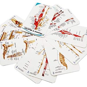 Skeletal System and Male Muscle Poster Set 24 x 36 inch, Extra Pocket Size Muscle Cards, Marker and Eraser Compatible