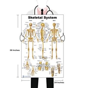 Skeletal System and Male Muscle Poster Set 24 x 36 inch, Extra Pocket Size Muscle Cards, Marker and Eraser Compatible