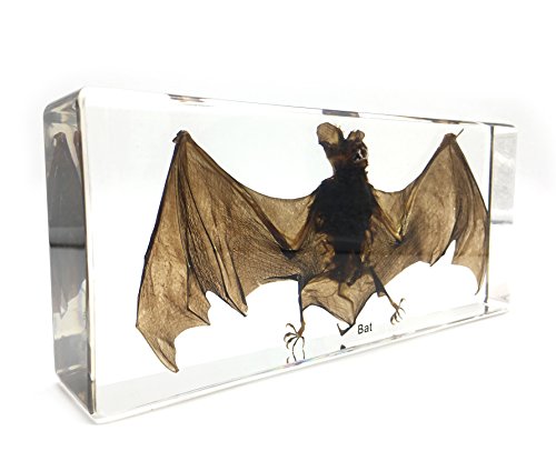 X-Large Taxidermy Real Bat Specimens Science Classroom Specimen for Science Education（7.9x3.6x1.6 inch）