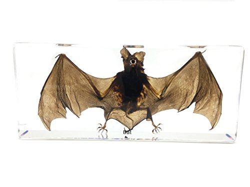 X-Large Taxidermy Real Bat Specimens Science Classroom Specimen for Science Education（7.9x3.6x1.6 inch）