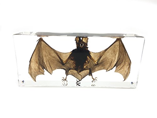 X-Large Taxidermy Real Bat Specimens Science Classroom Specimen for Science Education（7.9x3.6x1.6 inch）