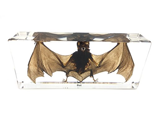 X-Large Taxidermy Real Bat Specimens Science Classroom Specimen for Science Education（7.9x3.6x1.6 inch）