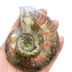 1pc raw natural rainbow color ammonite fossils mineral specimen animal snail statue for feiki healing mineral collection