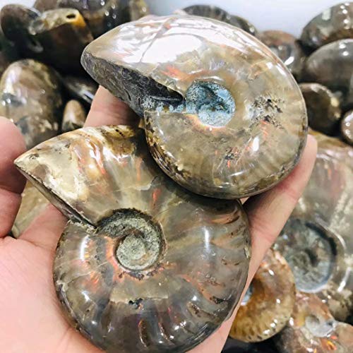 1PC raw Natural Rainbow Color Ammonite Fossils Mineral Specimen Animal Snail Statue for feiki Healing Mineral Collection