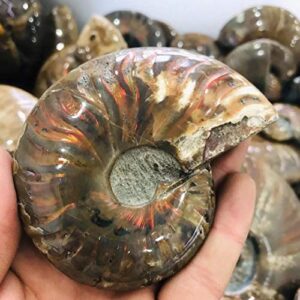 1PC raw Natural Rainbow Color Ammonite Fossils Mineral Specimen Animal Snail Statue for feiki Healing Mineral Collection