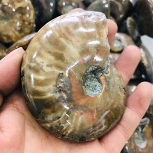 1PC raw Natural Rainbow Color Ammonite Fossils Mineral Specimen Animal Snail Statue for feiki Healing Mineral Collection