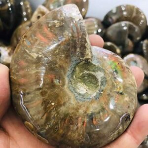 1PC raw Natural Rainbow Color Ammonite Fossils Mineral Specimen Animal Snail Statue for feiki Healing Mineral Collection