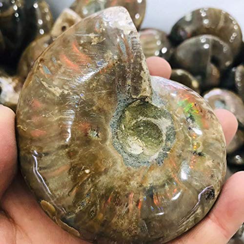 1PC raw Natural Rainbow Color Ammonite Fossils Mineral Specimen Animal Snail Statue for feiki Healing Mineral Collection