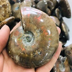 1PC raw Natural Rainbow Color Ammonite Fossils Mineral Specimen Animal Snail Statue for feiki Healing Mineral Collection