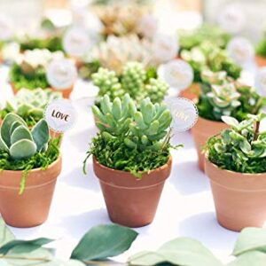 Shop Succulents | Unique Live Plants, Hand Selected Variety Pack of Mini Succulents | Collection of 12