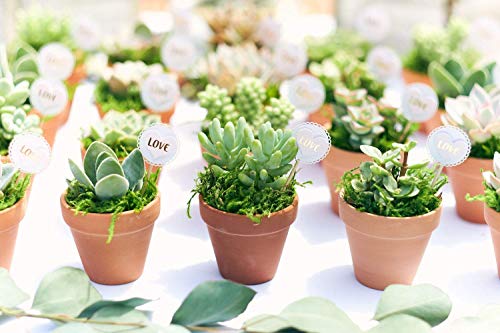 Shop Succulents | Unique Live Plants, Hand Selected Variety Pack of Mini Succulents | Collection of 12