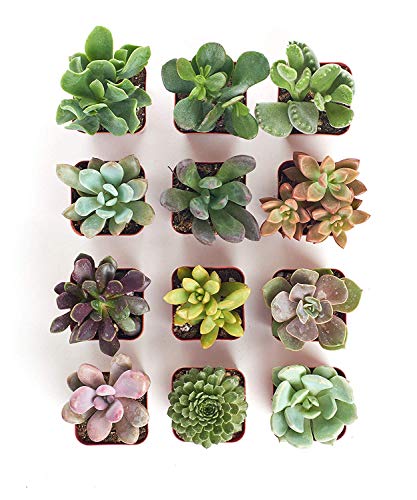 Shop Succulents | Unique Live Plants, Hand Selected Variety Pack of Mini Succulents | Collection of 12