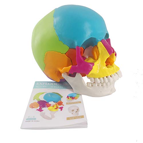 Disarticulated Human Skull Model, Human Skull Model Adult Didactic Version, 22 Parts Skull Life-Size Anatomical Beauchene Skull Model for Medical Teaching Learning, Student Learning Education Display