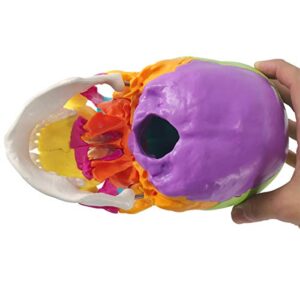 Disarticulated Human Skull Model, Human Skull Model Adult Didactic Version, 22 Parts Skull Life-Size Anatomical Beauchene Skull Model for Medical Teaching Learning, Student Learning Education Display