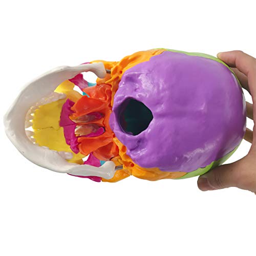 Disarticulated Human Skull Model, Human Skull Model Adult Didactic Version, 22 Parts Skull Life-Size Anatomical Beauchene Skull Model for Medical Teaching Learning, Student Learning Education Display