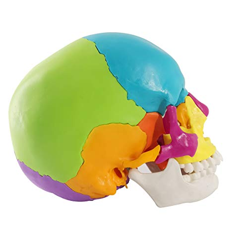 Disarticulated Human Skull Model, Human Skull Model Adult Didactic Version, 22 Parts Skull Life-Size Anatomical Beauchene Skull Model for Medical Teaching Learning, Student Learning Education Display