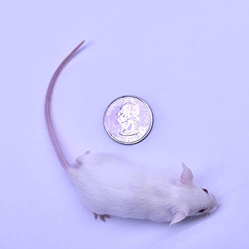 MiceDirect Frozen Weanling Mice Feeders Juvenile Ball Python Adult Corn (15 Count)