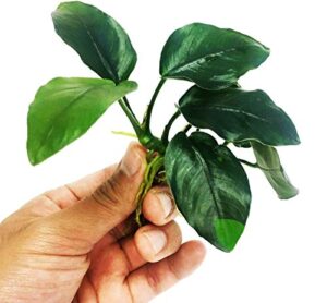 planterest - anubias nana thick leaf rhizome easy live aquarium plant decorations buy2get1free