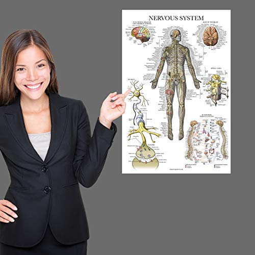 Palace Learning 3 Pack - Muscle + Skeleton + Nervous System Anatomy Poster Set - Muscular and Skeletal System Anatomical Charts - Laminated 18" x 24"