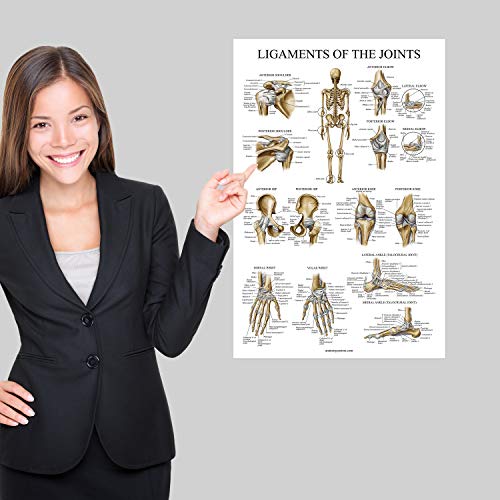 Palace Learning 3 Pack - Muscle + Skeleton + Ligaments of the Joints Anatomy Poster Set - Muscular and Skeletal System Anatomical Charts - Laminated 18" x 24"