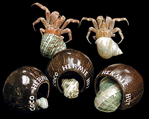 Vicien Florida Shells and Gifts Large Hermie Hut Shelter for Large Hermit Crabs 4" Natural Gourd