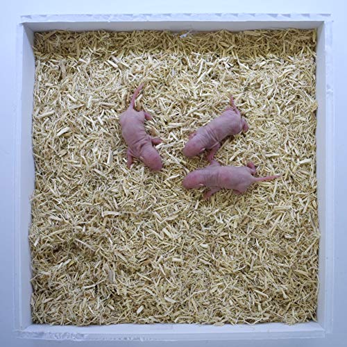 MiceDirect 10 Pinkie Rats: Pack of Frozen Pinkie Feeder Rats - Food for Corn Snakes, Ball Pythons, Lizards and Other Pet Reptiles - Freshest Snake Feed Supplies