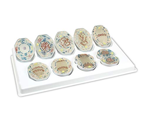 Parco Scientific PB00160 Animal Mitosis 3D Model | 9 Stage Mitosis Demonstration | Biology Classroom Cell Division Display | Detailed Open Cell Organelles | Pieces Equipped with Stand | W Manual