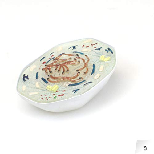 Parco Scientific PB00160 Animal Mitosis 3D Model | 9 Stage Mitosis Demonstration | Biology Classroom Cell Division Display | Detailed Open Cell Organelles | Pieces Equipped with Stand | W Manual