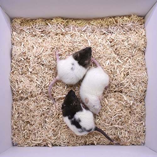 MiceDirect 25 Weanling Rats: Pack of Frozen Weanling Feeder Rats - Food for Corn Snakes, Ball Pythons, Lizards and Other Pet Reptiles - Freshest Snake Feed Supplies