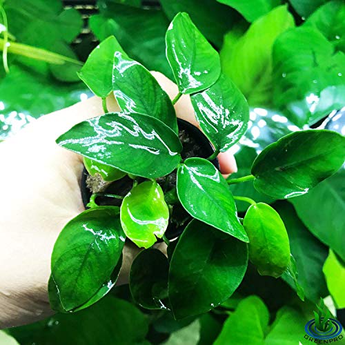 Greenpro Anubias Nana Potted Live Aquarium Plant Easy 100% Snail Free Guanteed