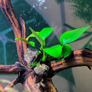 Greenpro Anubias Nana Potted Live Aquarium Plant Easy 100% Snail Free Guanteed