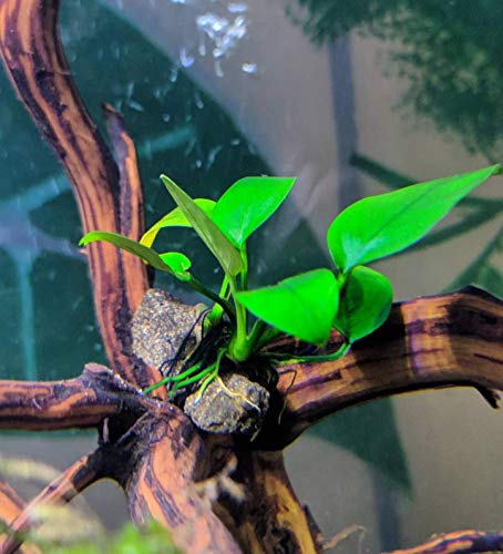 Greenpro Anubias Nana Potted Live Aquarium Plant Easy 100% Snail Free Guanteed