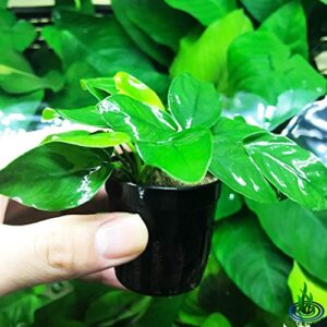 Greenpro Anubias Nana Potted Live Aquarium Plant Easy 100% Snail Free Guanteed