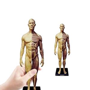 Aries Outlets USA 30CM Human Anatomical Anatomy Skull Head Body Muscle Bone Resin Model Male Golden