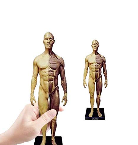 Aries Outlets USA 30CM Human Anatomical Anatomy Skull Head Body Muscle Bone Resin Model Male Golden