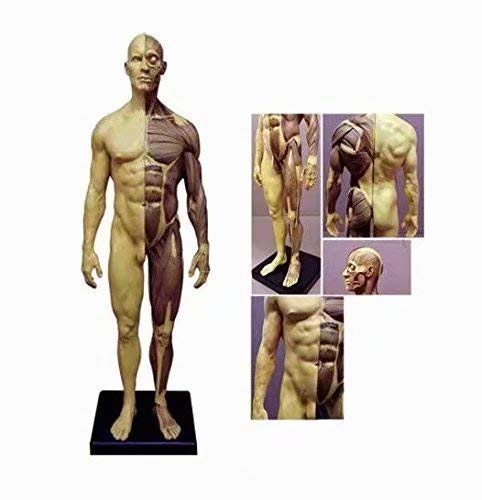 Aries Outlets USA 30CM Human Anatomical Anatomy Skull Head Body Muscle Bone Resin Model Male Golden