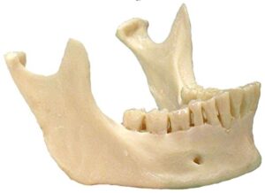 life size model human skull replica natural jaw bone mandible life size business name card holder