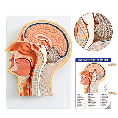 Evotech Scientific Human Relief Median Section Head Model, Head and Brain Model, Medical Head Brain Neck Median Section Study Model, Natural Size, Oral and Nasal, Larynx & Pharynx Model